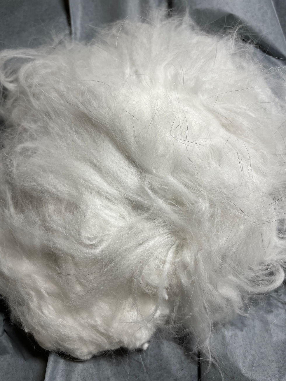 Angora Rabbit for Sale | Angora Wool | Mora Angora