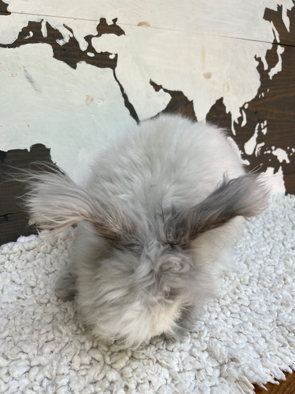 Angora Rabbit for Sale | Angora Wool | Mora Angora