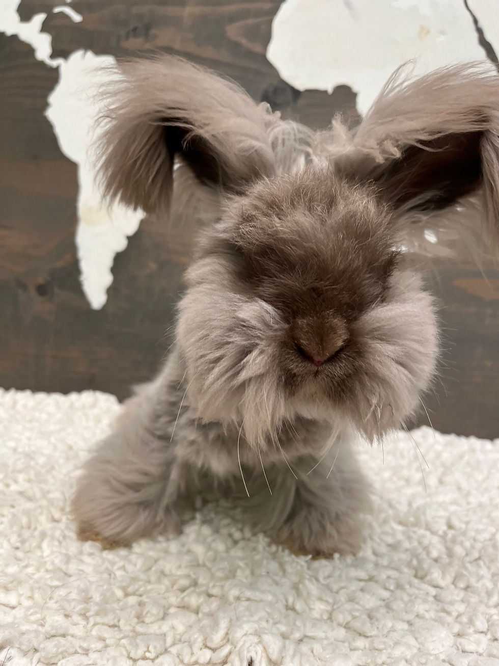 Angora Rabbit for Sale | Angora Wool | Mora Angora