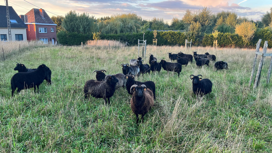 Ecologisch begrazen met Hebridean schapen