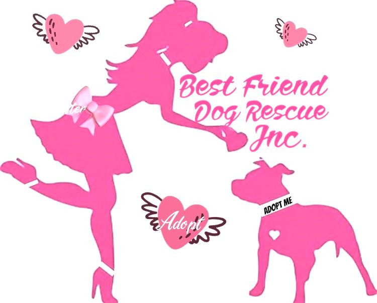 Best Friend Dog Rescue.com | pet adoption service | Union County, New ...