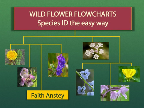 WILD FLOWER FLOWCHARTS | wildflowerstudy