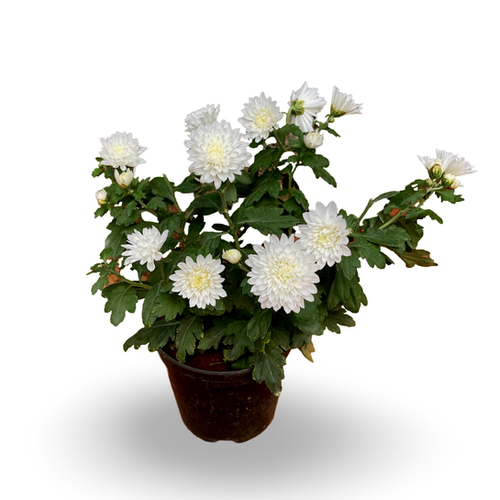 Chrysanthemum (White)Shevanthi Plant in 4.5inch Nursery Pot | Grace plants