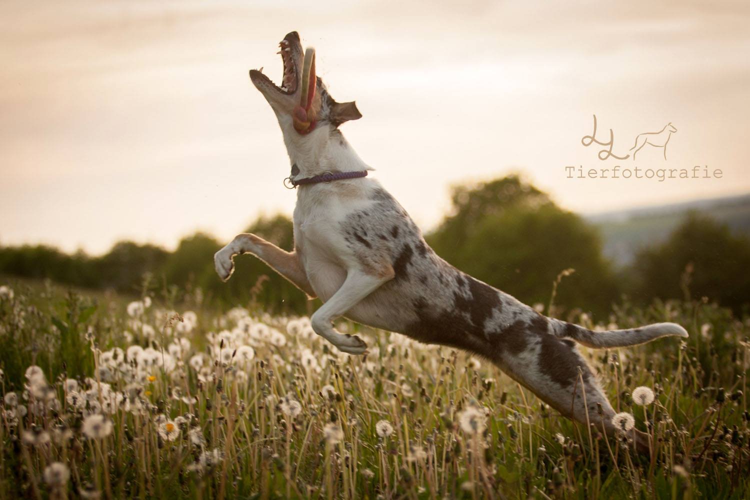 Blue-merle | kurzhaarcollie