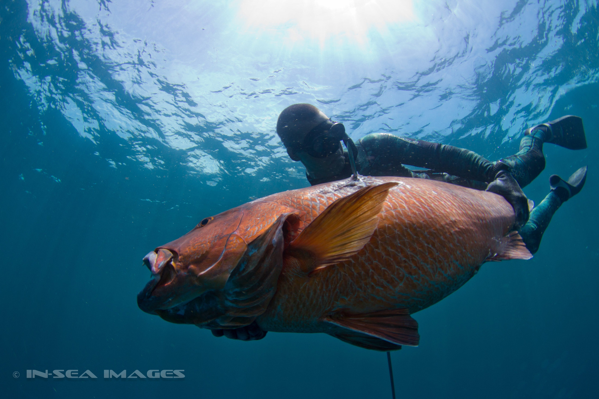 Sea Hunt Extreme Spearfishing Charters