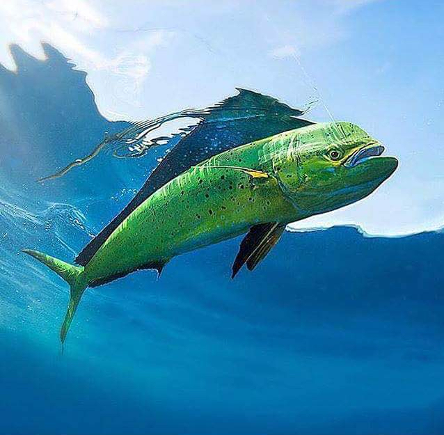Dolphinfish Migration in the Caribbean | FishingTnT.com Trinidad and ...