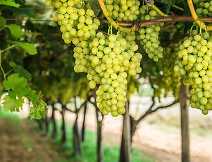 Products | Bioatlantis