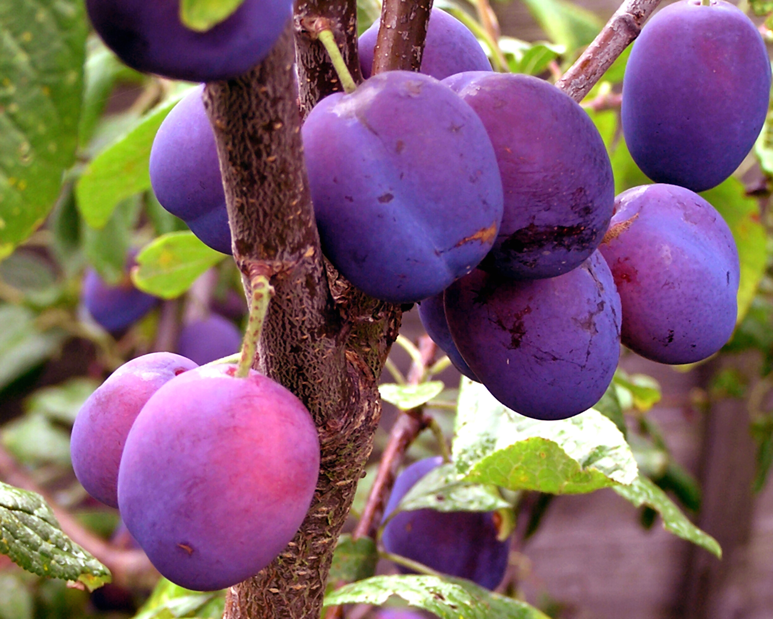 AtlantiCal | Bioatlantis