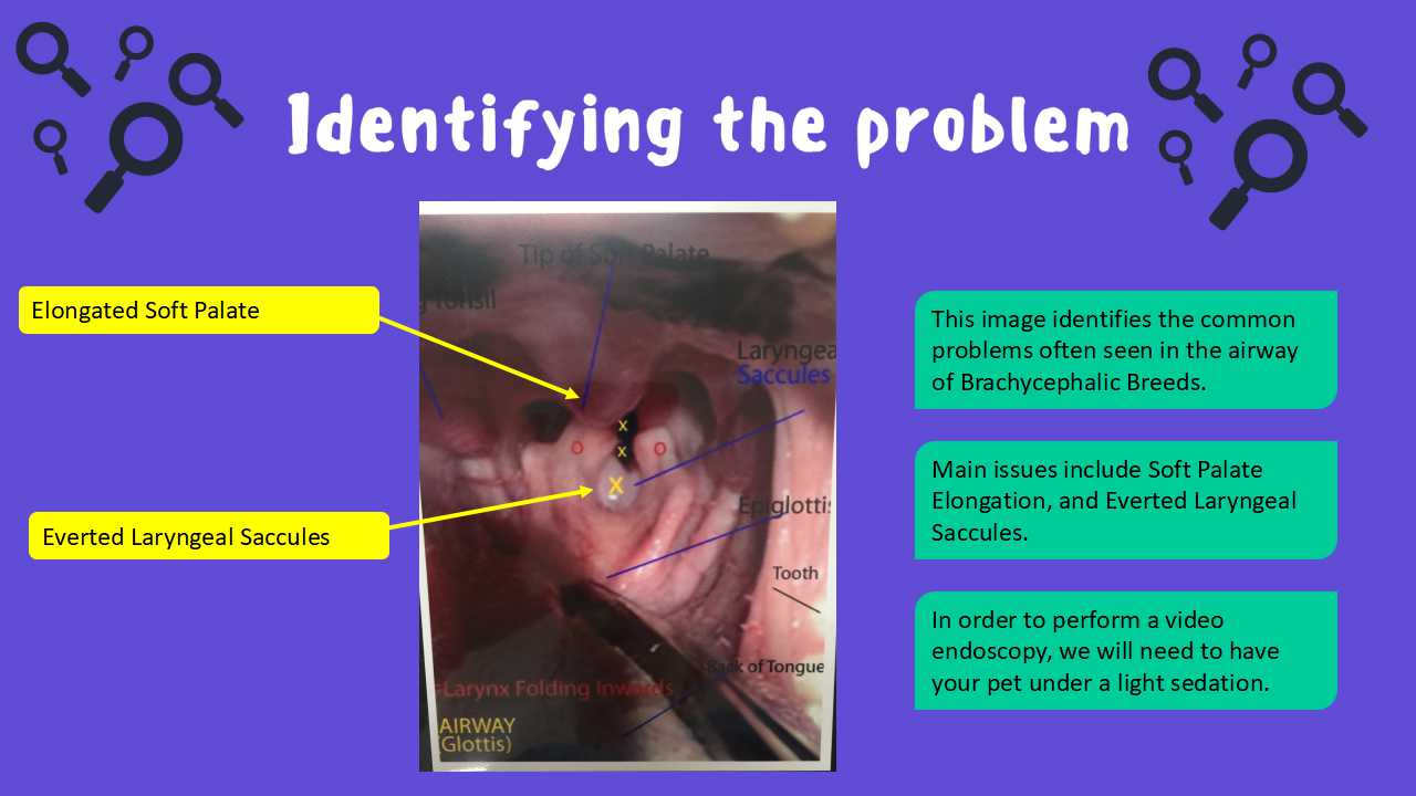Belridge Vet Centre | BOAS Options