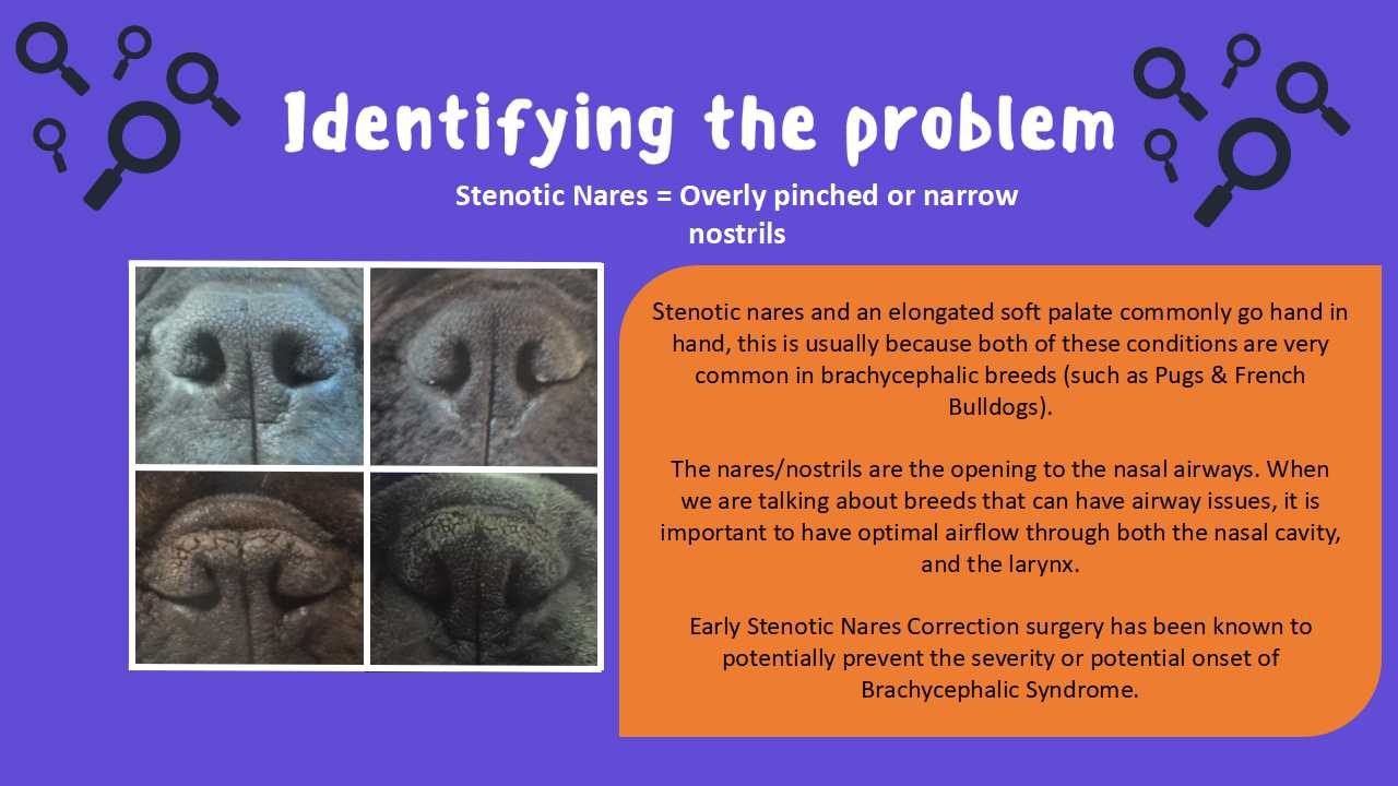 Belridge Vet Centre | BOAS Options