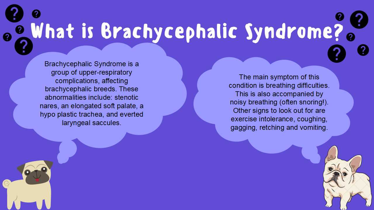 Belridge Vet Centre | BOAS Options