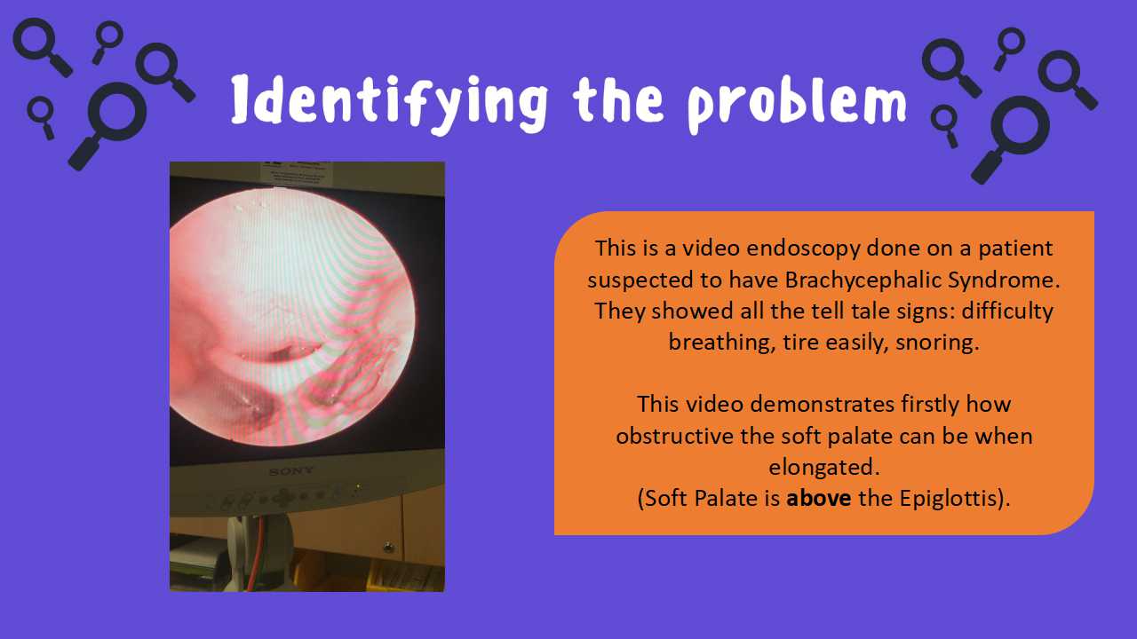 Belridge Vet Centre | BOAS Options