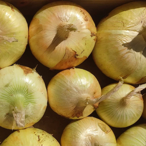 Cebola Nova | Softberry