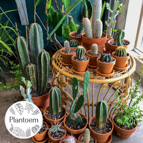 Plantoem | Made in Hawaii TV