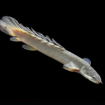 POLYPTERUS SENEGALUS COMUM 9-15CM | ECSFish