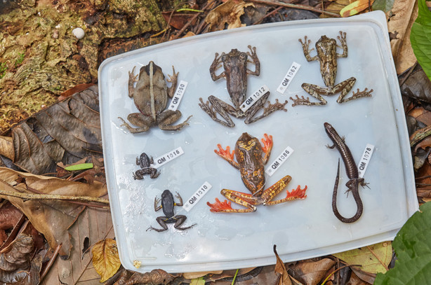 Specimen Tag Photos | tlsprinting