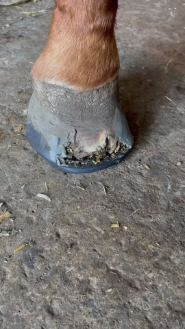 Farrier Video: Glushu for laminitis.
