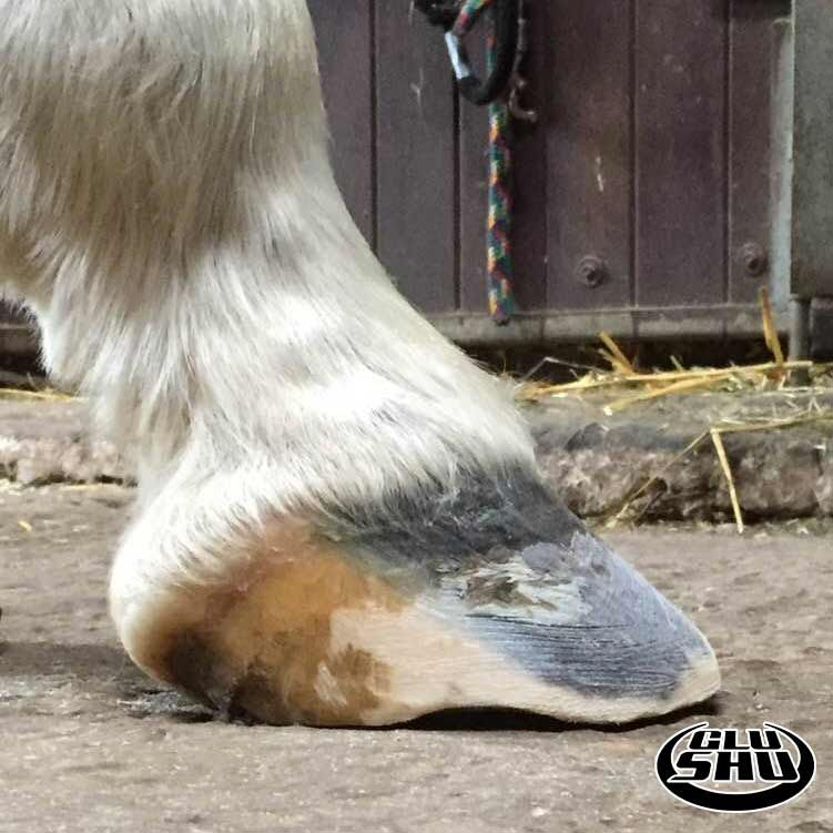 Glushu case study: Broken Hoof Wall