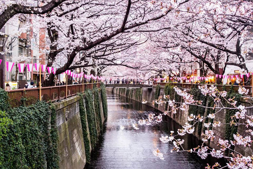 Tokyo in Spring: Your sakura photo spot guide around Tokyo - Things to ...