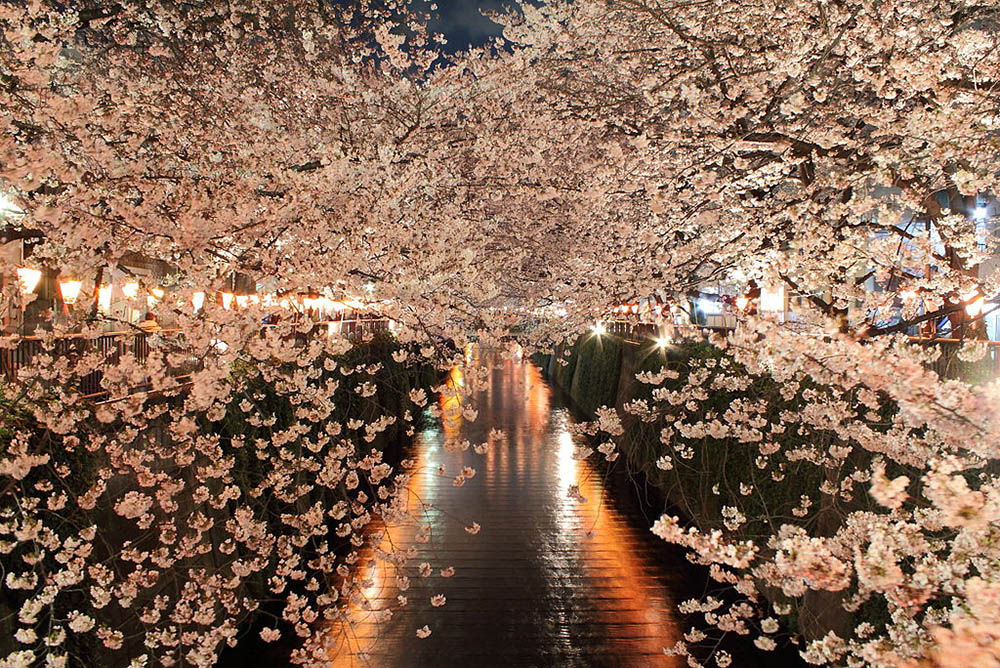 Tokyo in Spring: Your sakura photo spot guide around Tokyo - Things to ...