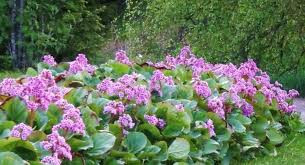 Bergenia Cordifolia Rose | Laserredesaintromain