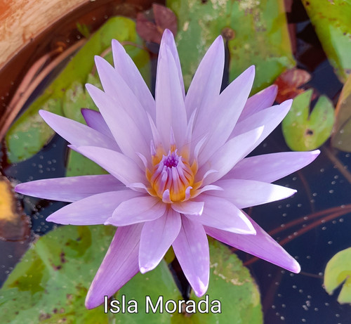 Nymphaea Isla Morada | Jardin de Neñufares