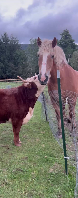 cow laughing at horse stuck in fence