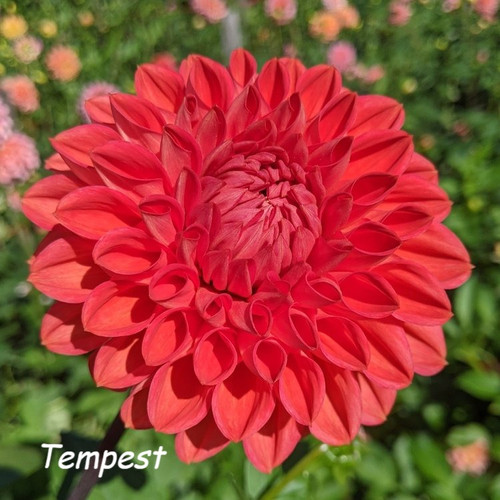 Tempest | westwindflowerfarm