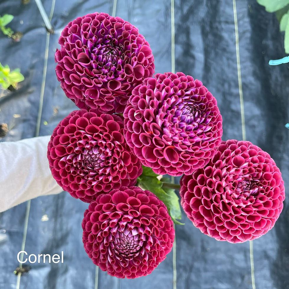 Cornel | westwindflowerfarm