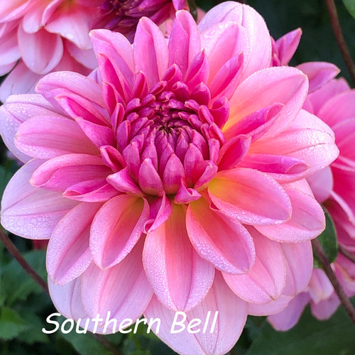 Southern Belle | westwindflowerfarm