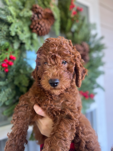 CLIFFORD | ME-623CL | Homestead Doodles