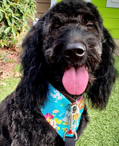 CHARLOTTE & LOKI | Homestead Doodles