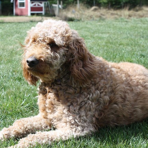 MADDY & WALKER - ME623 | Homestead Doodles