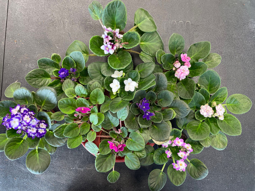 Saintpaulia ionantha - African Violet | Plumline