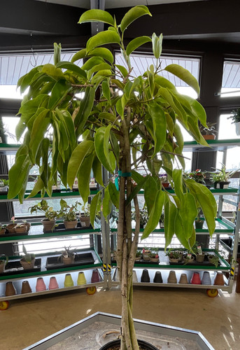 Banana-Leaf Fig - Ficus maclellandii 'Amstel King' | Plumline