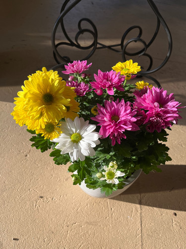 Easter Egg Mum | Plumline