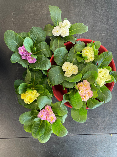 Sweetheart Primrose (Primula vulgaris 'Sweetheart') | Plumline