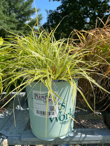 Everest Sedge Grass - Carex oshimensis evercolor 'Everest' | Plumline
