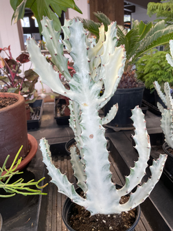 white ghost cactus flower