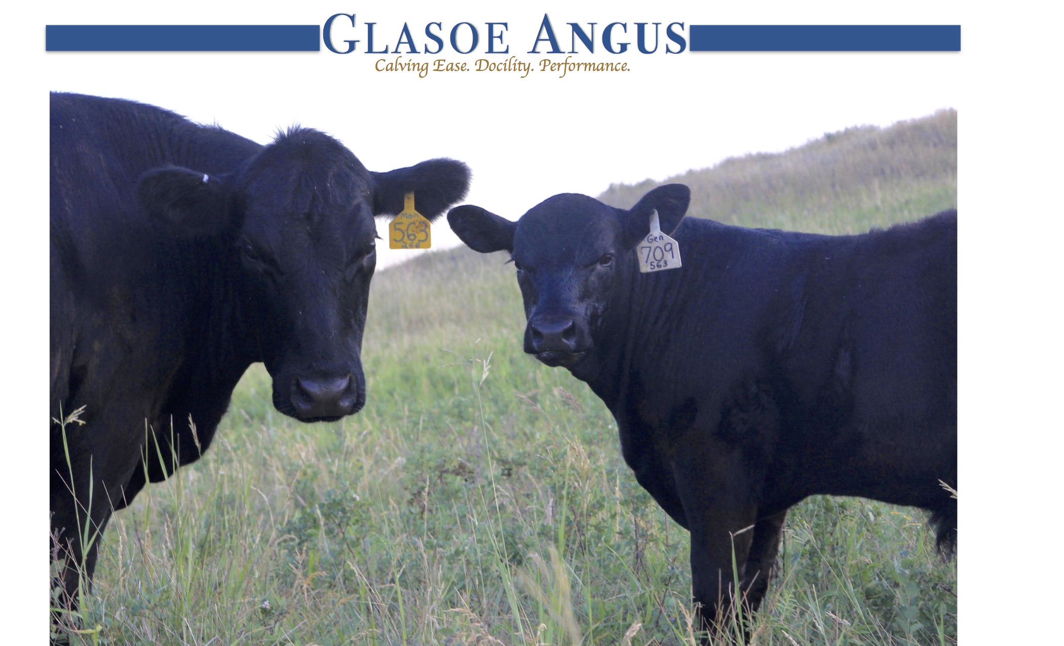 Home| Glasoe Angus| North Dakota