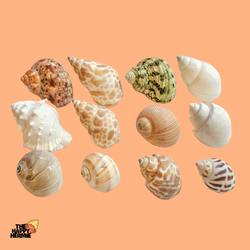 Bulk Shells 12 Pack - S/M/L/MIX | The Happy Hermie
