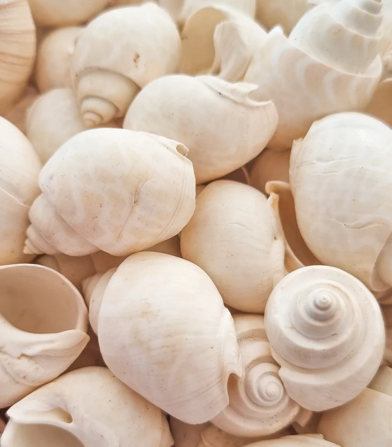 White Spiral Babylonia Shells M | The Happy Hermie