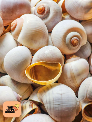 Pila Globosa Apple Snail Shell M/L | The Happy Hermie