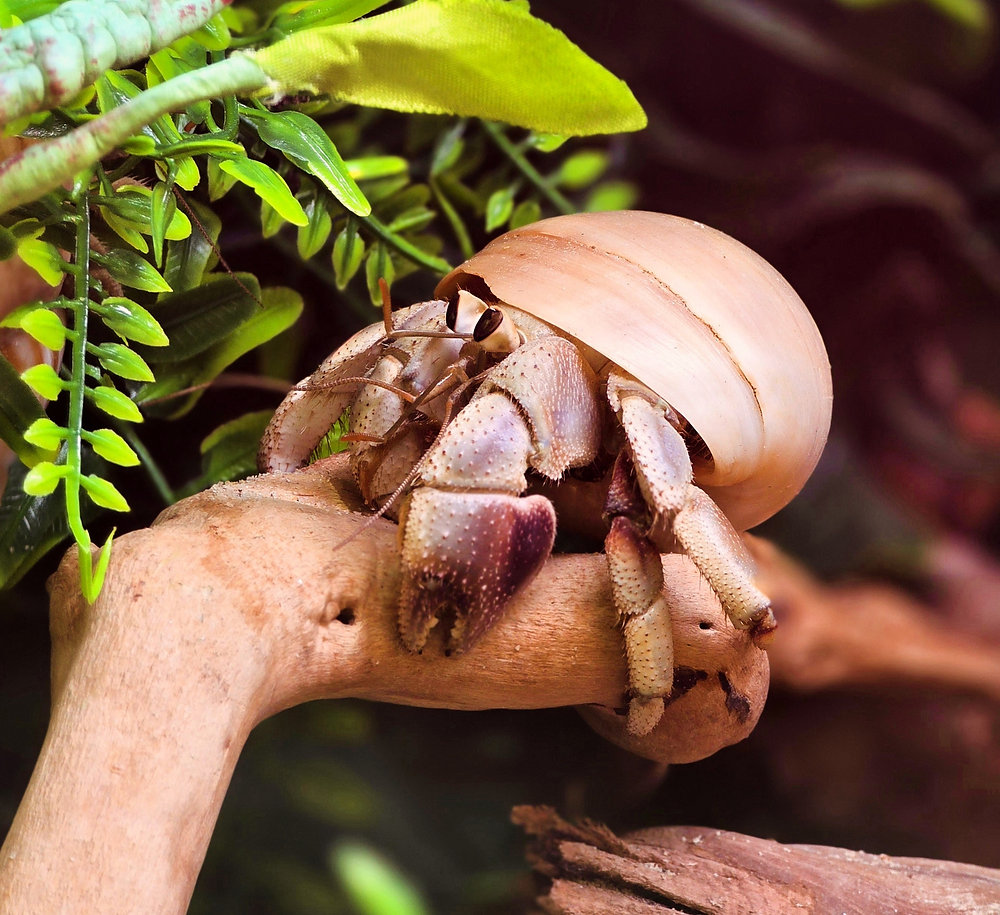 A Complete Beginners Guide To Owning Australian Hermit Crabs