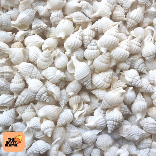 Nassarius Reticulatus White Captive Bred Juvenile Shells 100g | The Happy Hermie