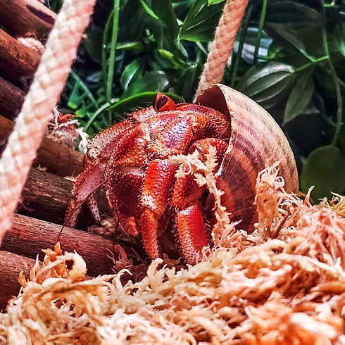 The Happy Hermie | Hermit Crab Supplies