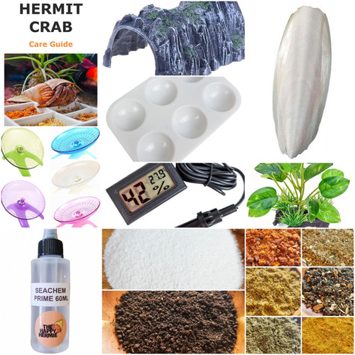 My First Hermit Crab Starter Kit 11pk | The Happy Hermie