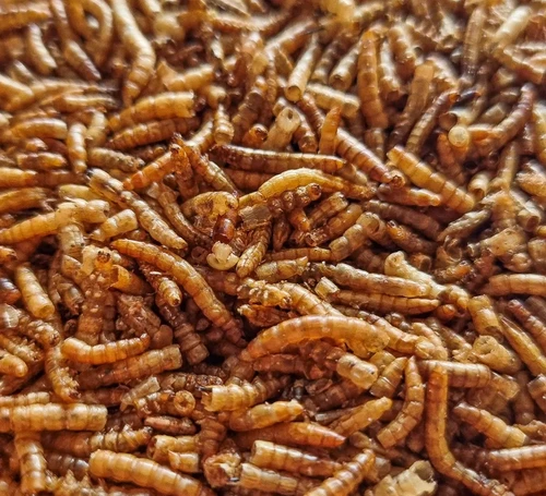 Dried Meal Worms - Hermit Crab Treat | The Happy Hermie
