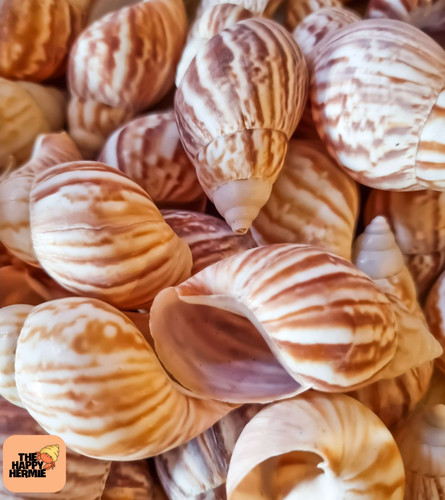 Japanese Land Snail Shell XL/Jumbo | The Happy Hermie