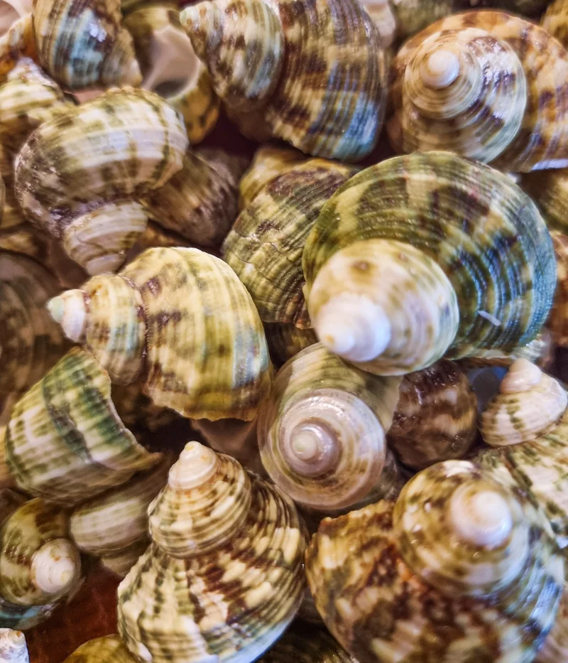 Green Turbo Shell S/M | The Happy Hermie